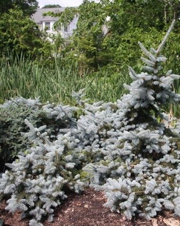 Ель колючая `Глаука Прокумбенс`, Picea pungens `Glauca Procumbens ...